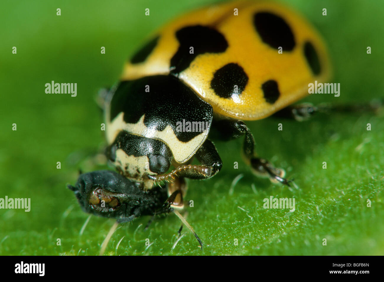 Ladybug Eating Aphid