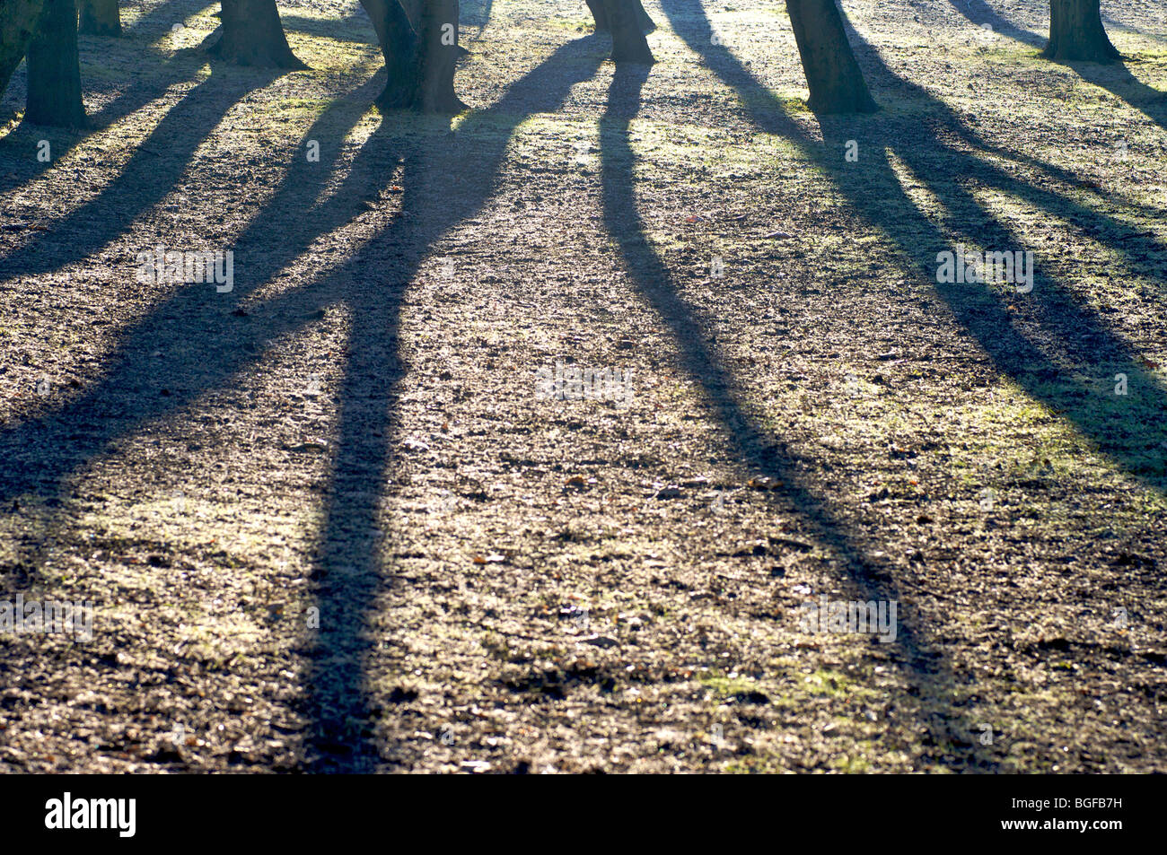 Tangled shadows hi-res stock photography and images - Alamy