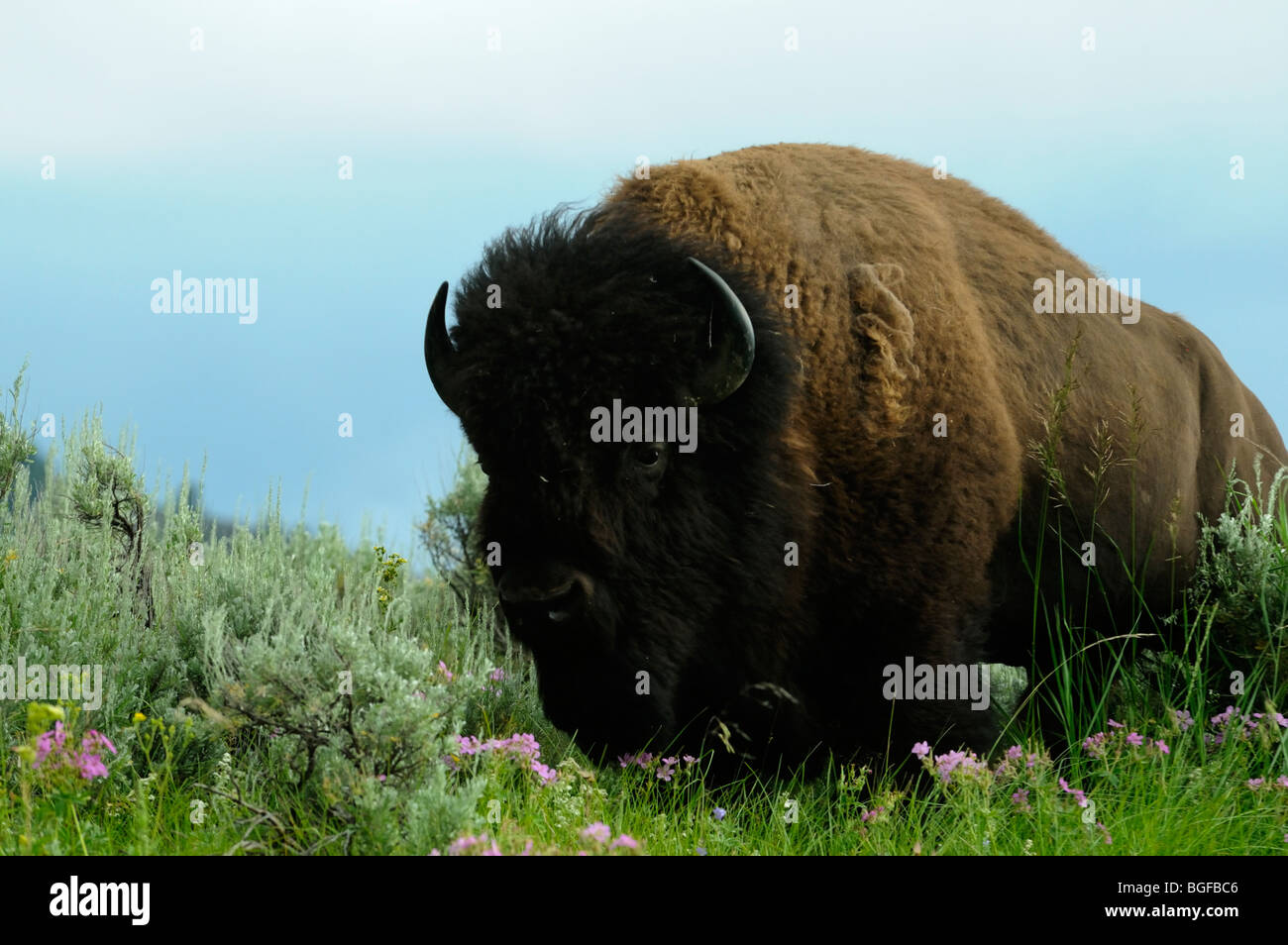 Wild bison in the Yellowstone national park during summers Stock Photo ...