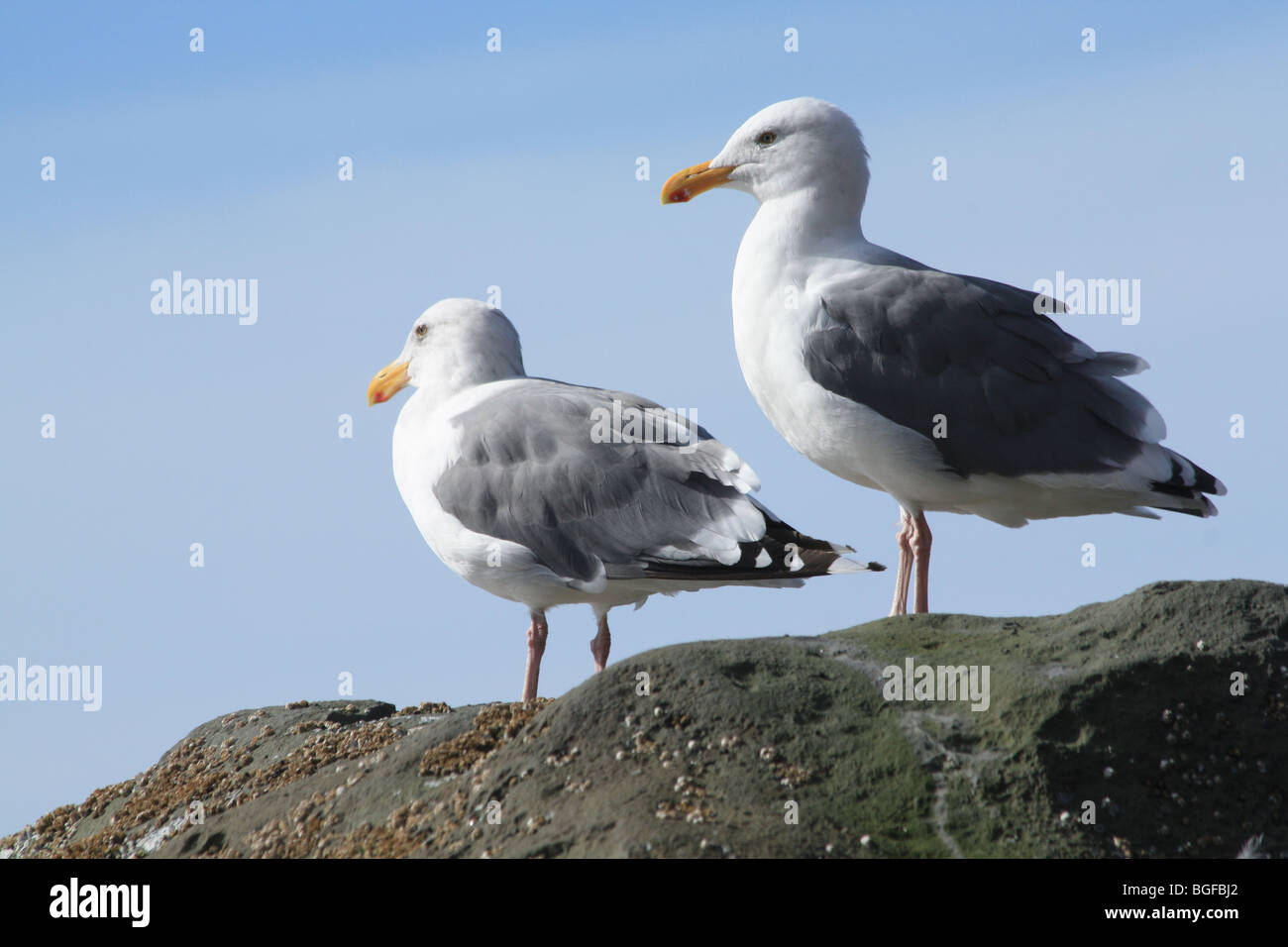 Pair seagulls hi-res stock photography and images - Alamy