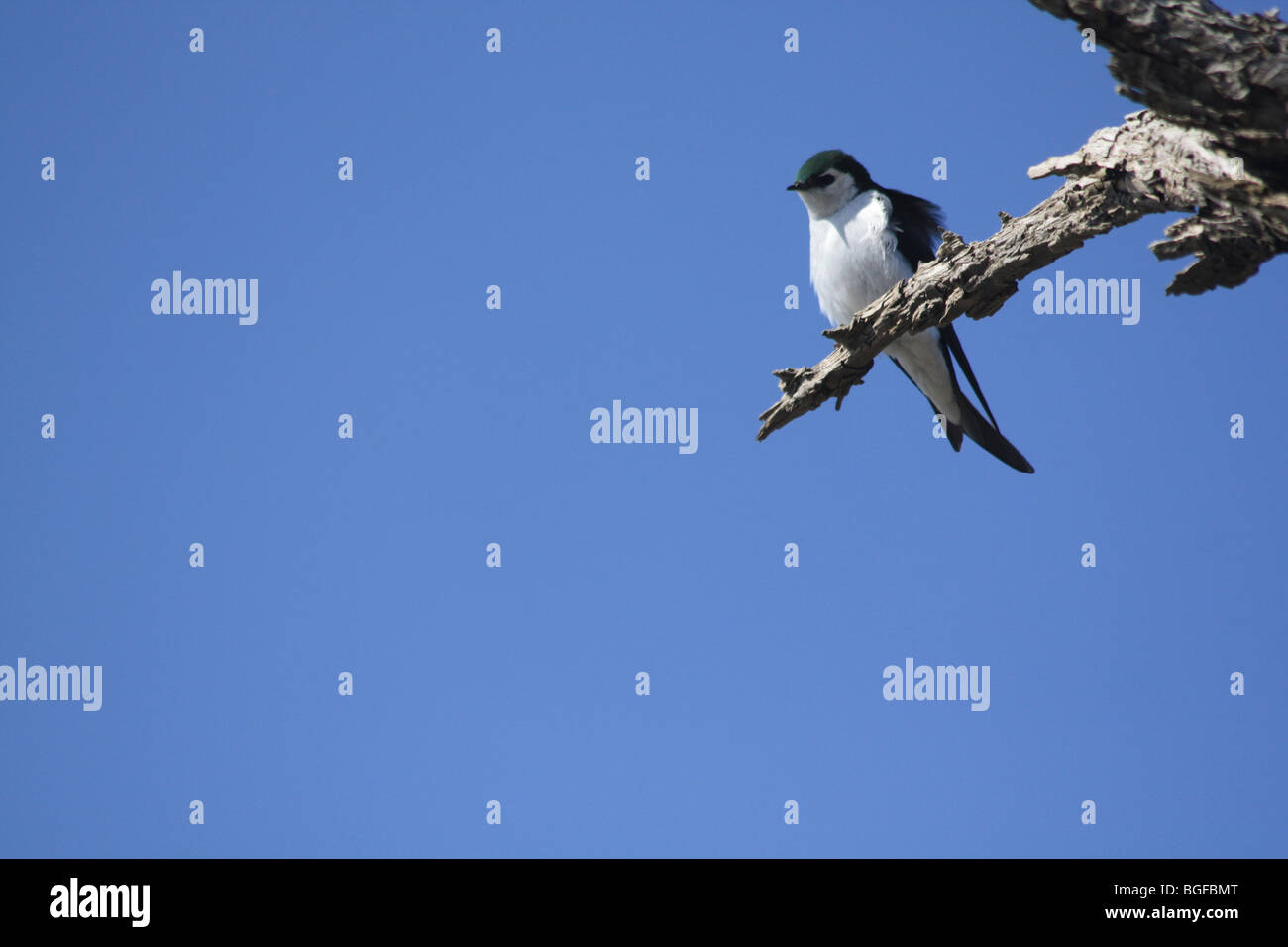Violet green swallow and tree swallow hi-res stock photography and ...