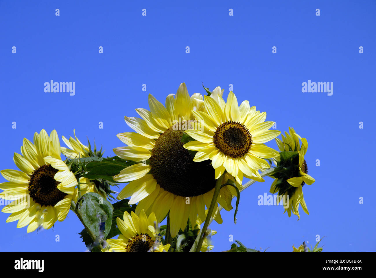 Sunflowers on the Islands of Kephalonia and Ithaka on the West Coast of ...