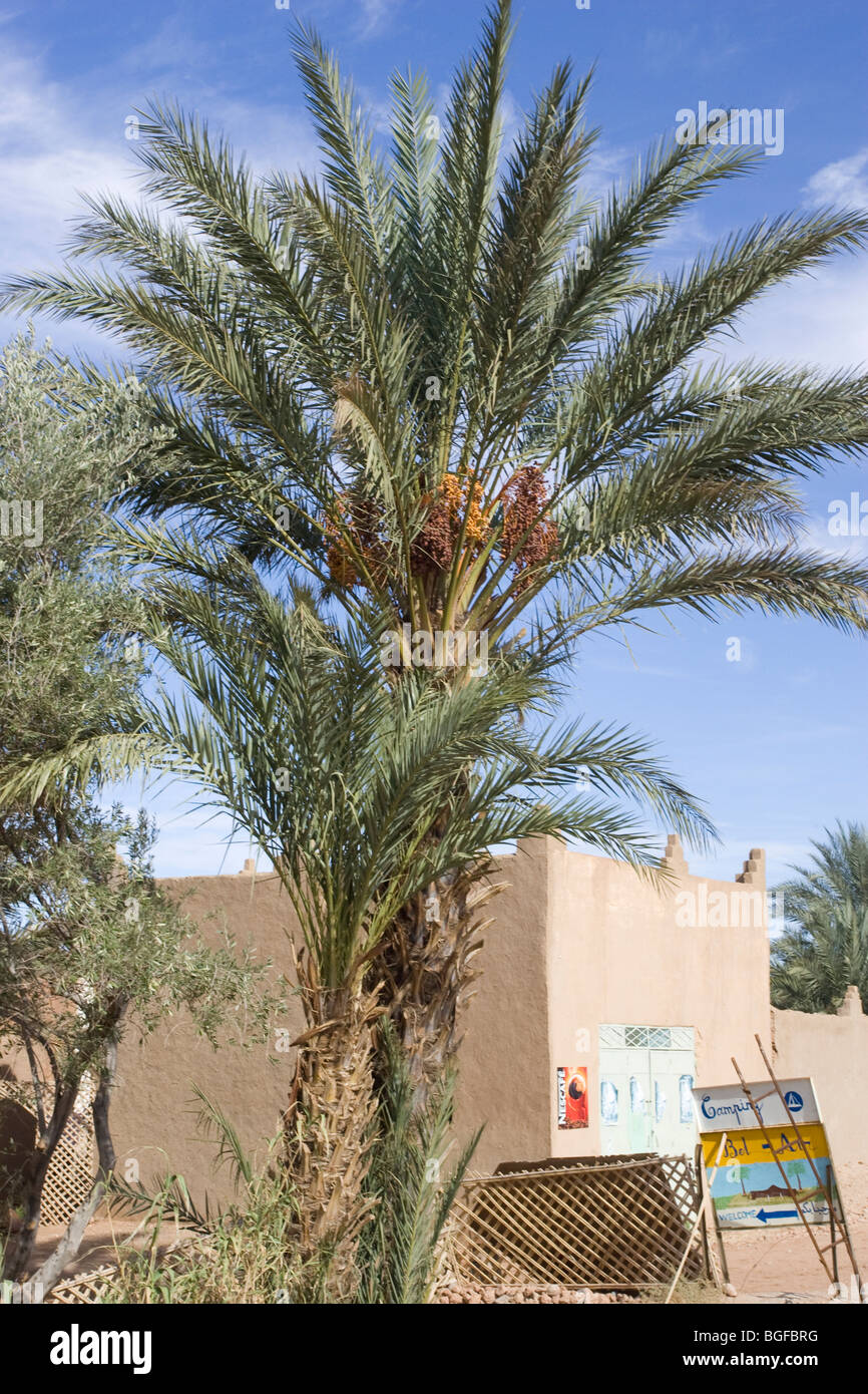 Date Palm growing by roadside, Morocco Stock Photo - Alamy