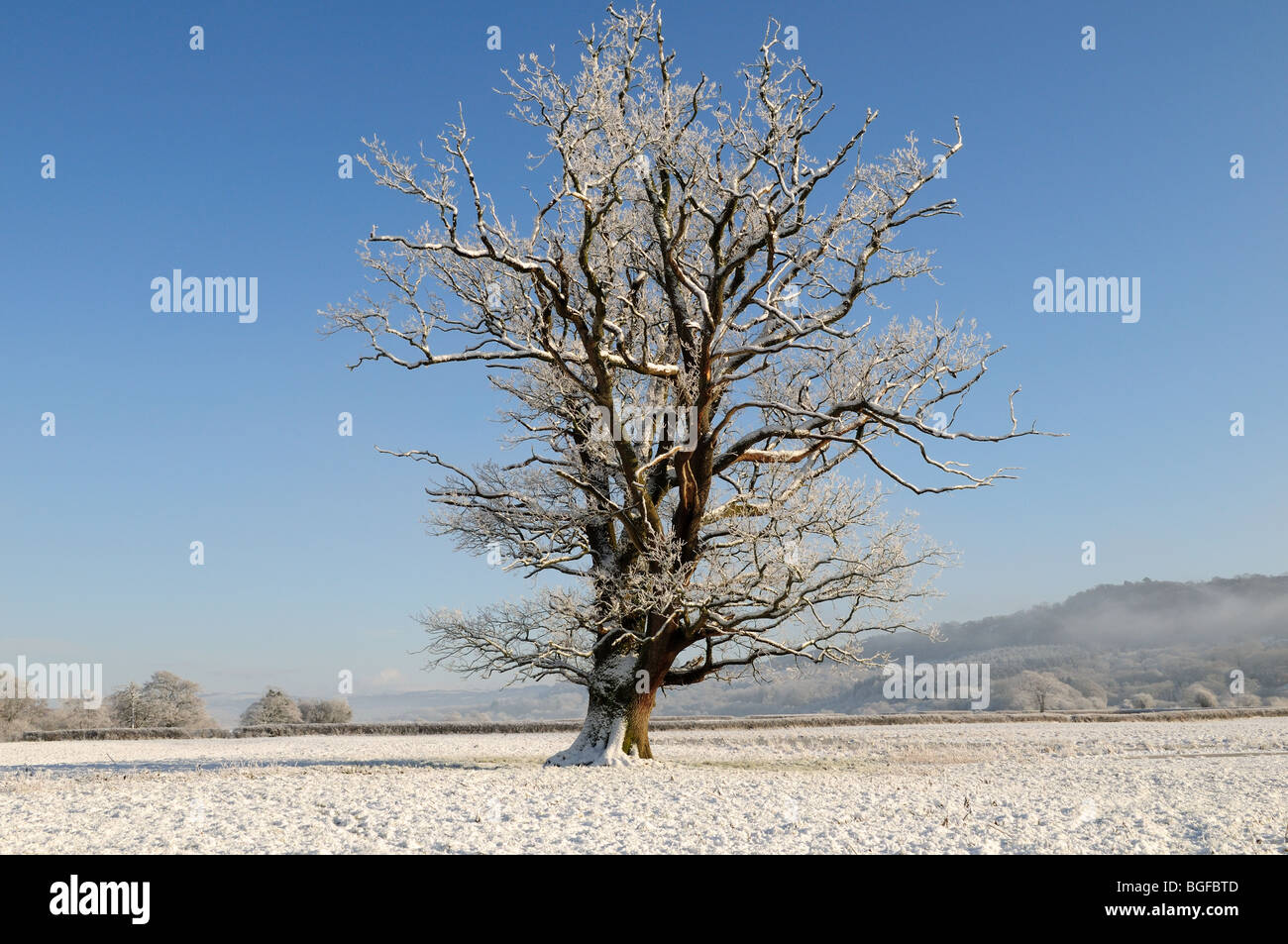 Snow covered oak tree hi-res stock photography and images - Alamy