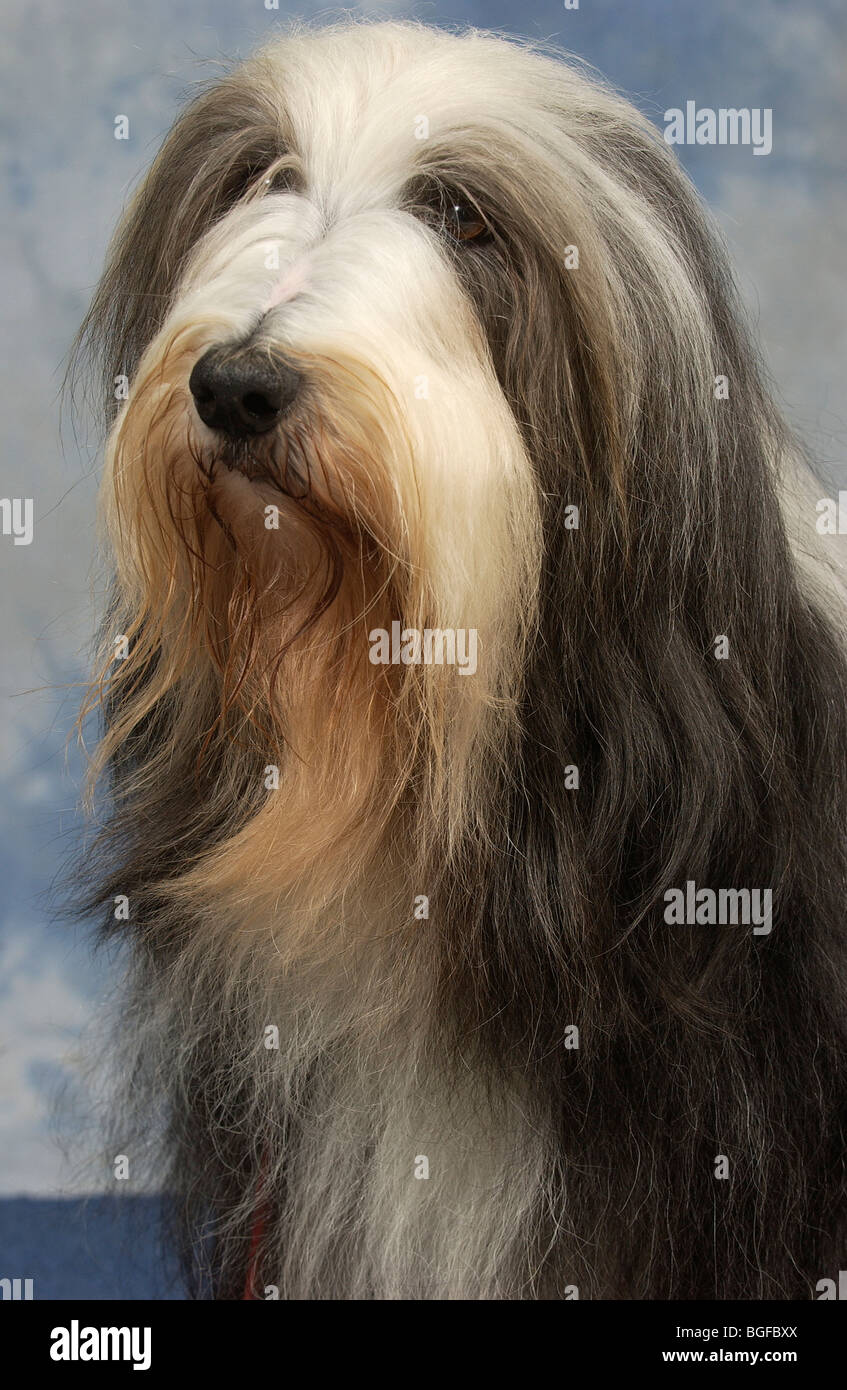 bearded collie dog Stock Photo - Alamy