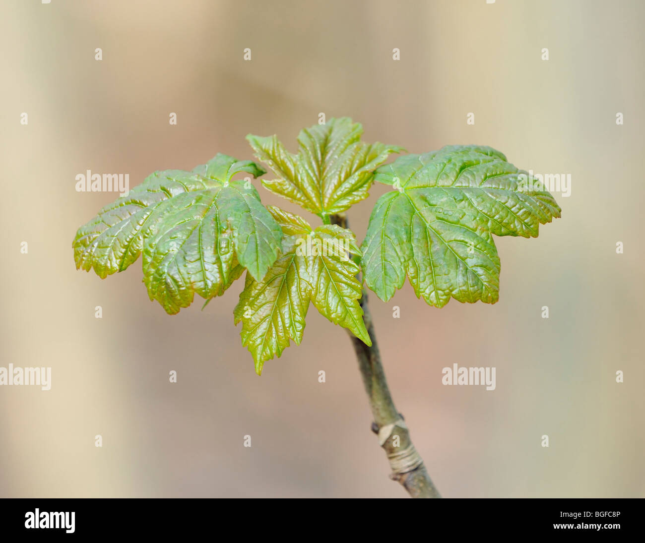 Acer pseudoplatanus forest uk hi-res stock photography and images - Alamy