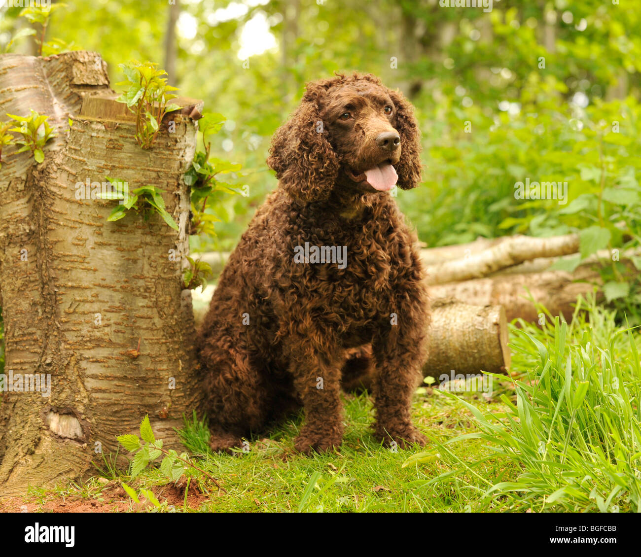 American water spaniel dog Stock Photo - Alamy