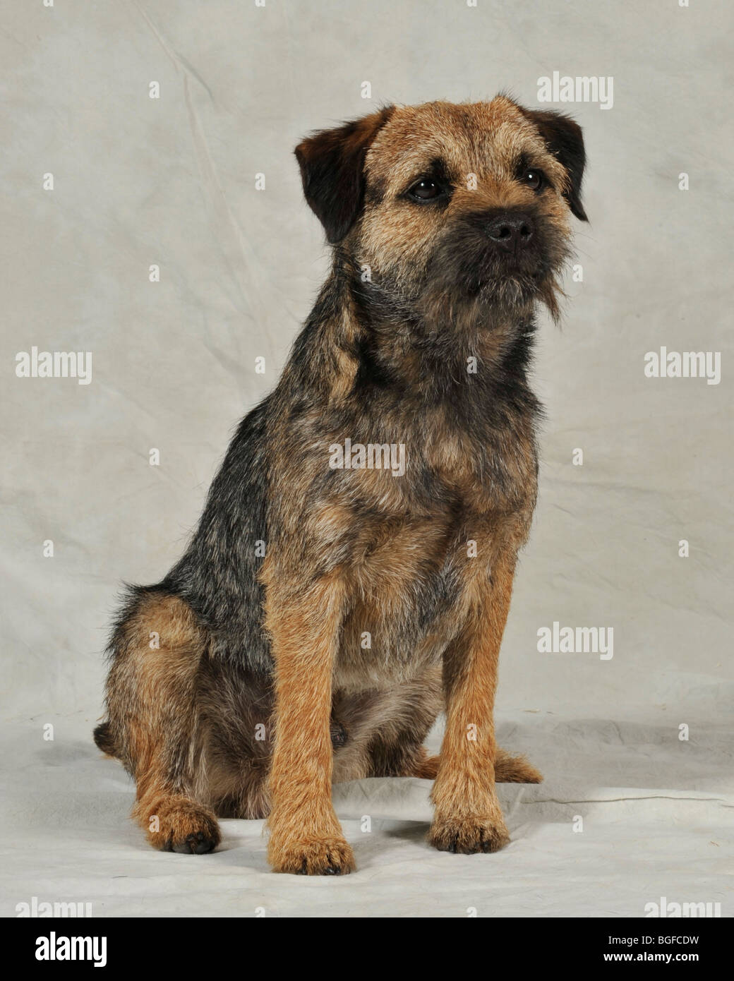 border terrier dog Stock Photo - Alamy