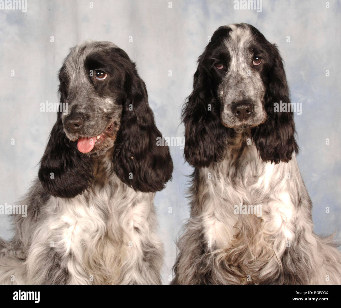 two English cocker spaniels Stock Photo - Alamy