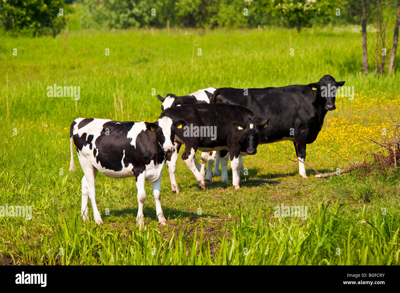 Cows on a meadow at the bank of Nogat River, Poland Stock Photo - Alamy