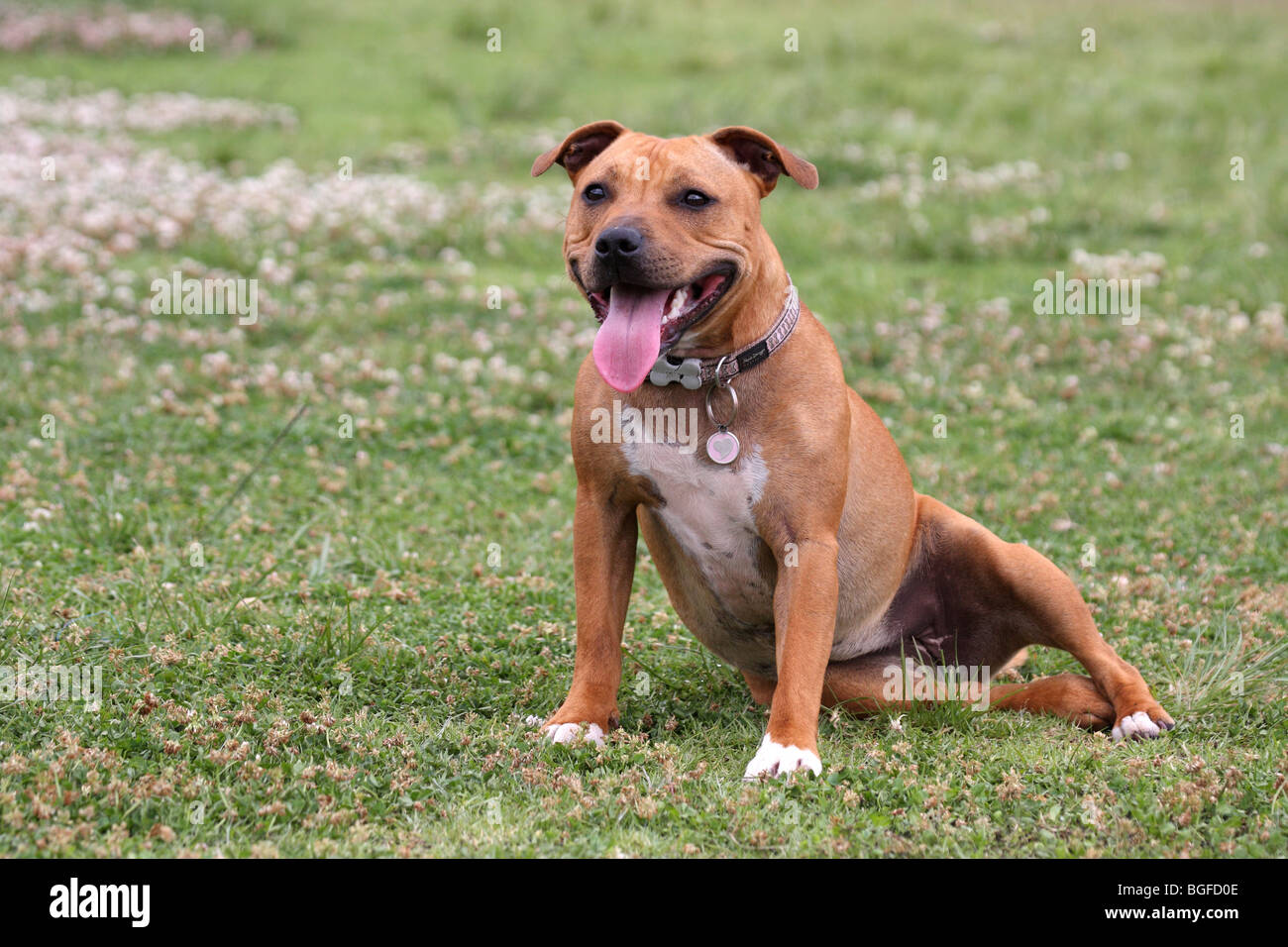domestic dog staffie Stock Photo - Alamy