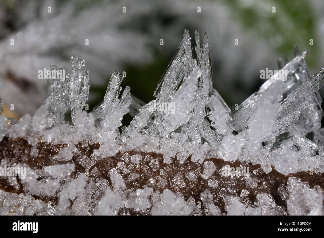 close up of frost crystals on leaves Stock Photo - Alamy