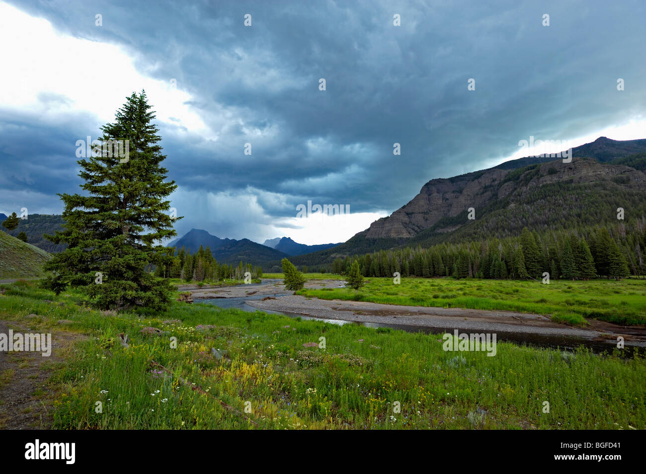 Yellowstone forest flowers hi-res stock photography and images - Alamy