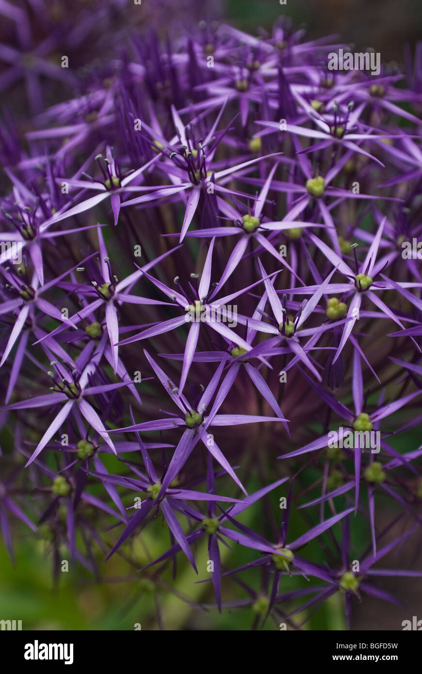 Aliums hi-res stock photography and images - Alamy
