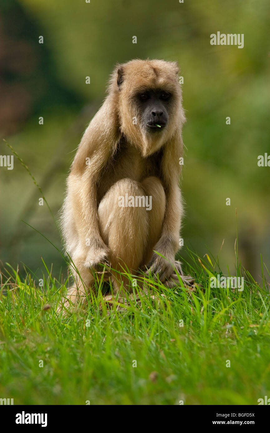 Howler monkey hi-res stock photography and images - Alamy