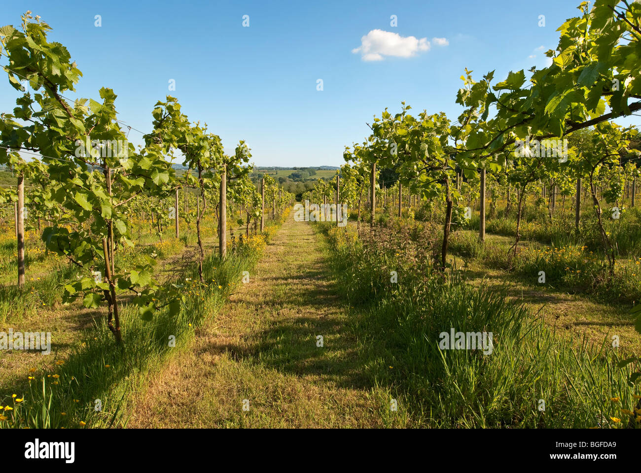 Grapevines in early summer in a Somerset vineyard Apple orchard in the ...