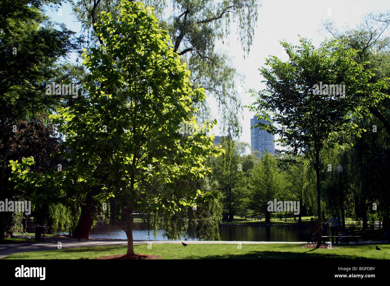 Boston common spring hi-res stock photography and images - Alamy