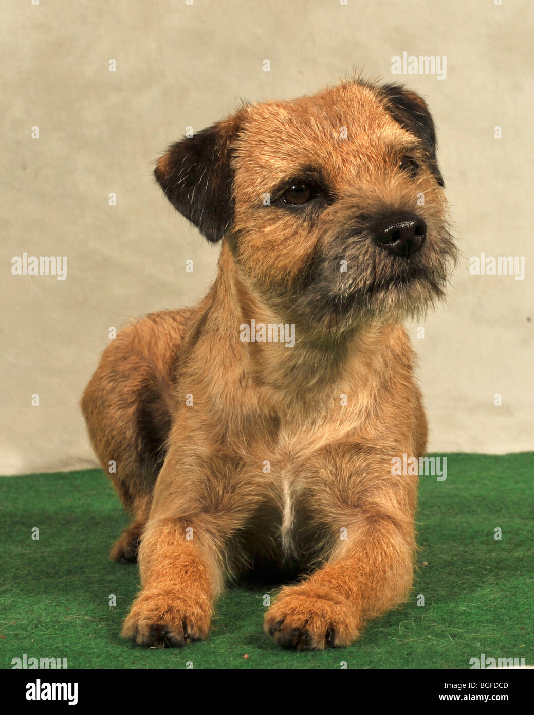 border terrier dog Stock Photo - Alamy