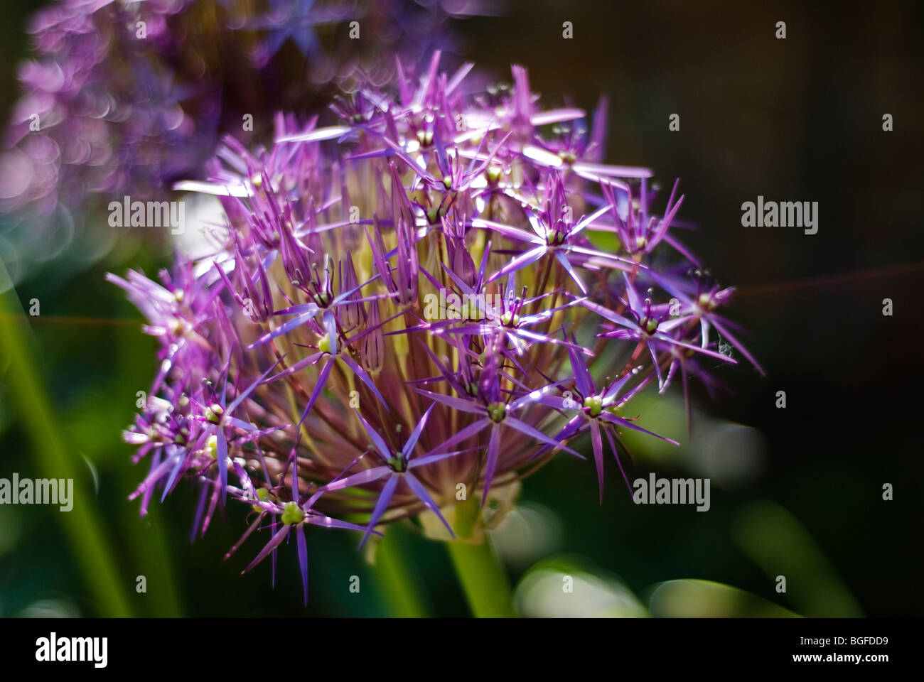 Giant alium hi-res stock photography and images - Alamy