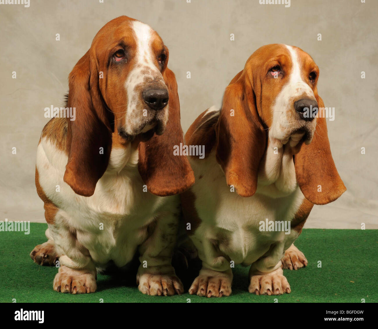 two basset hounds Stock Photo - Alamy