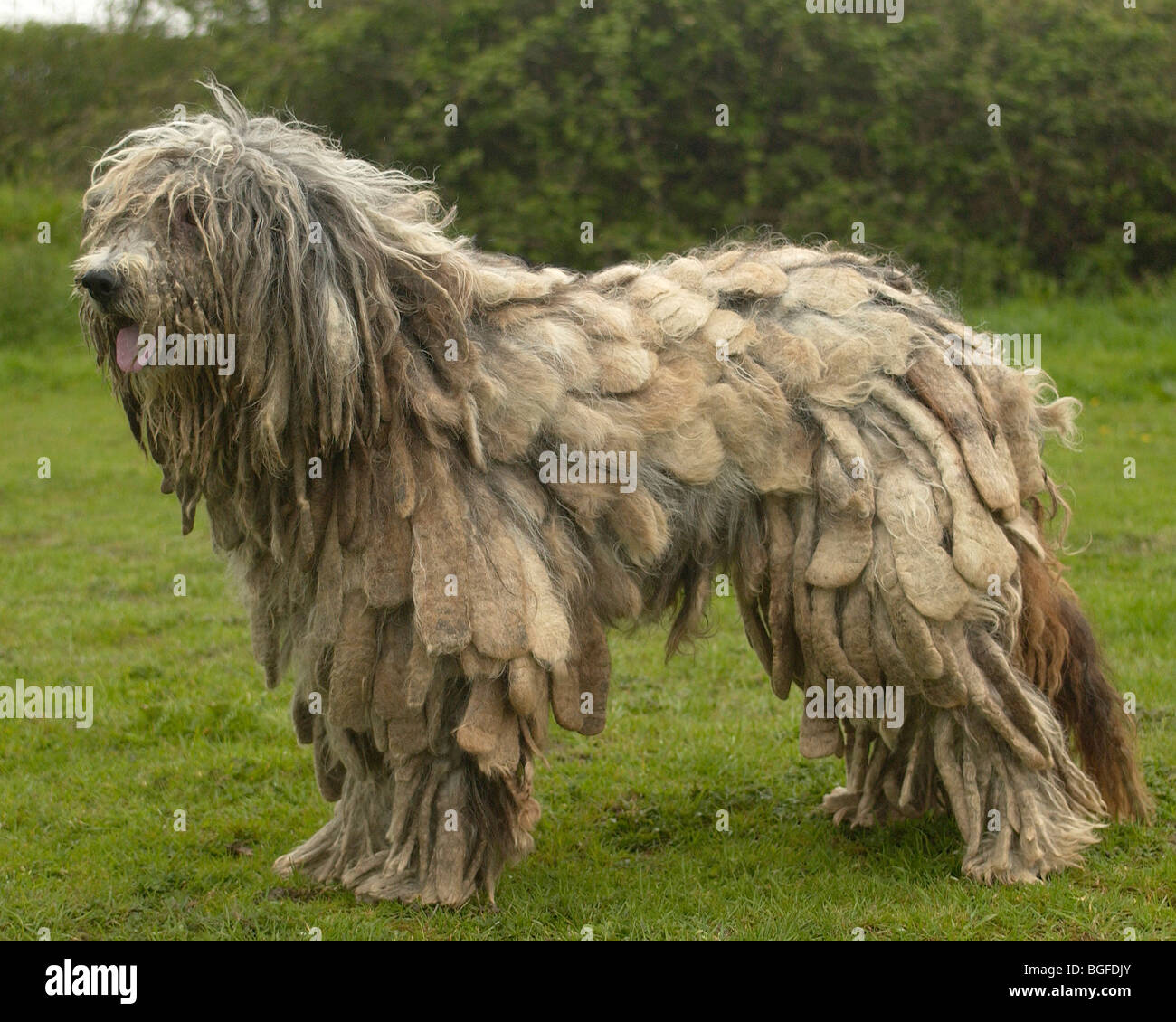 Corded Dog High Resolution Stock Photography and Images - Alamy