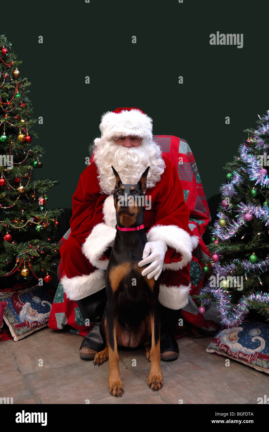 Portrait of Santa Claus with a Doberman Pinscher dog Stock Photo - Alamy
