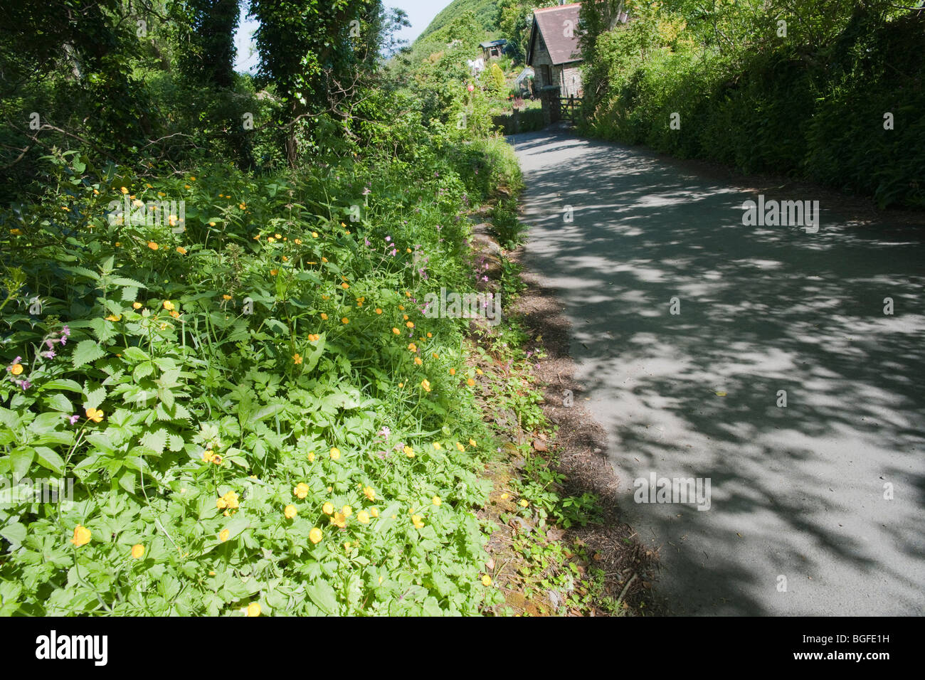 Empty devon lane hi-res stock photography and images - Alamy