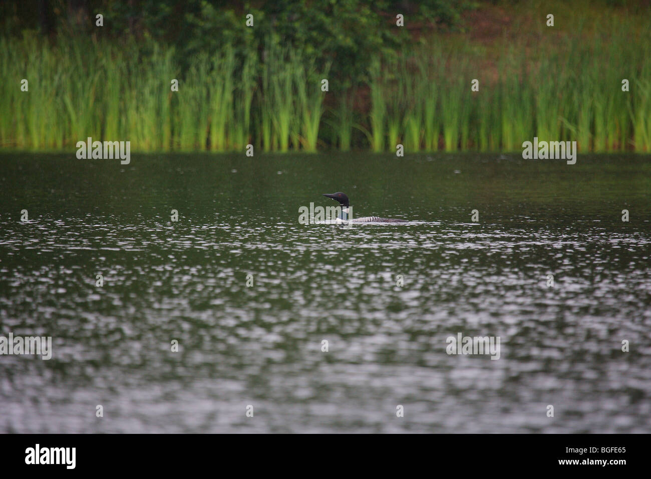 common loon swimming in lake Stock Photo - Alamy