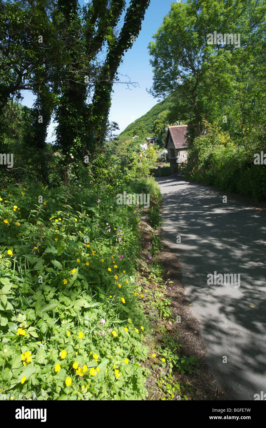 country lane with wild flowers in devon Stock Photo - Alamy