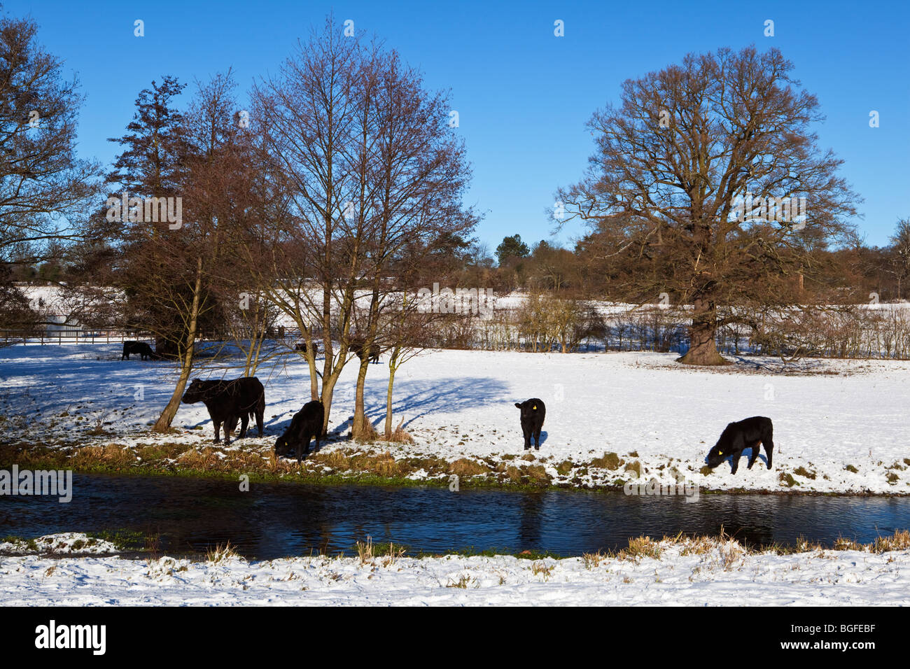 Black Angus Cattle Farm Stock Photos & Black Angus Cattle Farm Stock ...