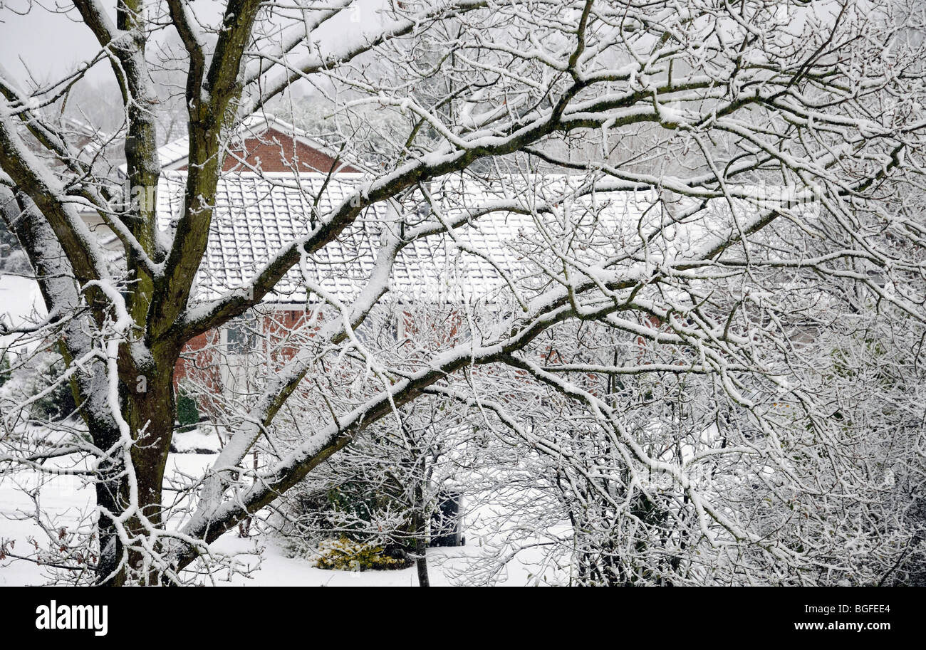 tree covered in snow on housing estate Stock Photo - Alamy