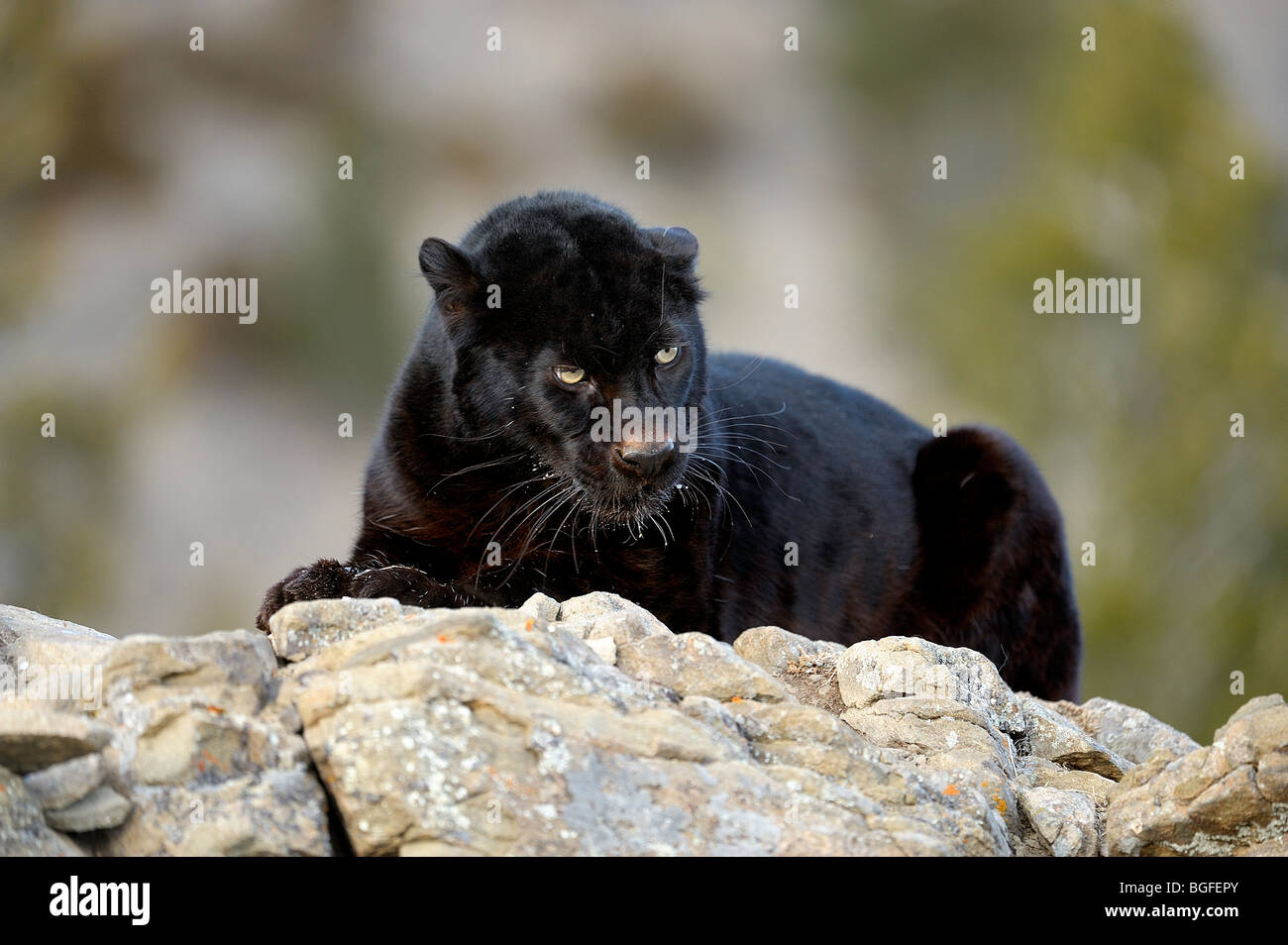 Black leopard or black panther panthera pardus hi-res stock photography ...
