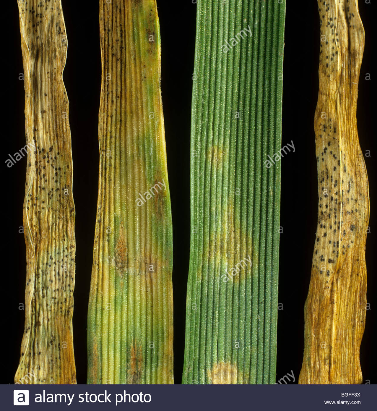 Septoria Leaf Blotch Stock Photos & Septoria Leaf Blotch Stock Images ...