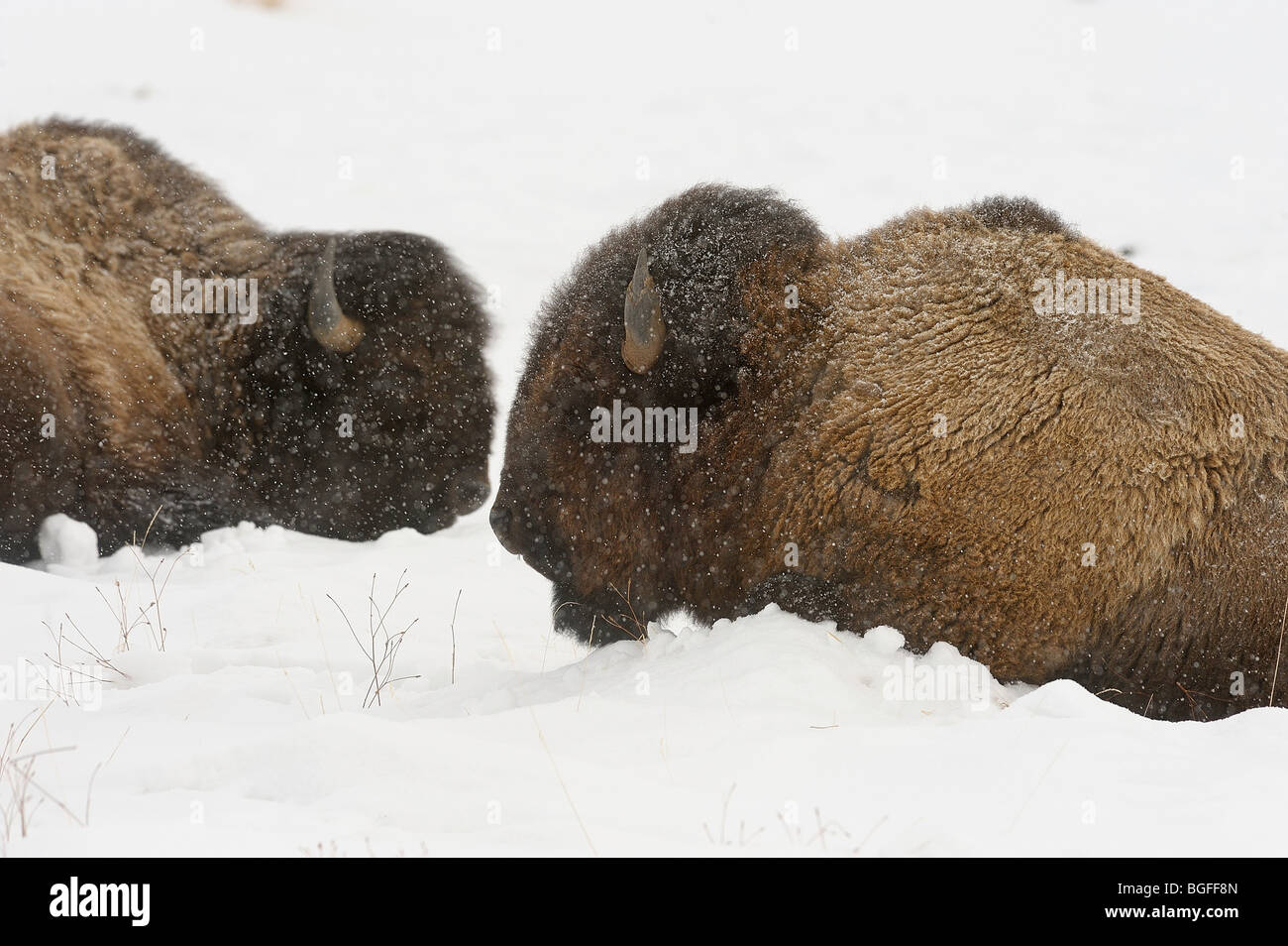 Two bison bedded down in snow storm Yellowstone National Park, Wyoming ...