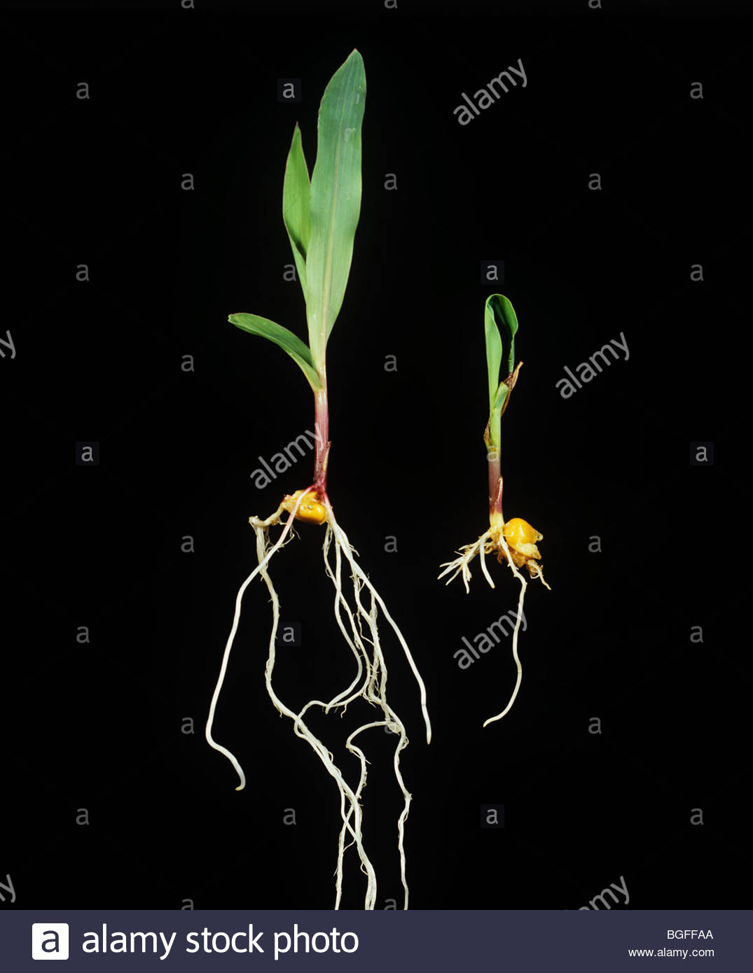 Maize Disease High Resolution Stock Photography and Images - Alamy