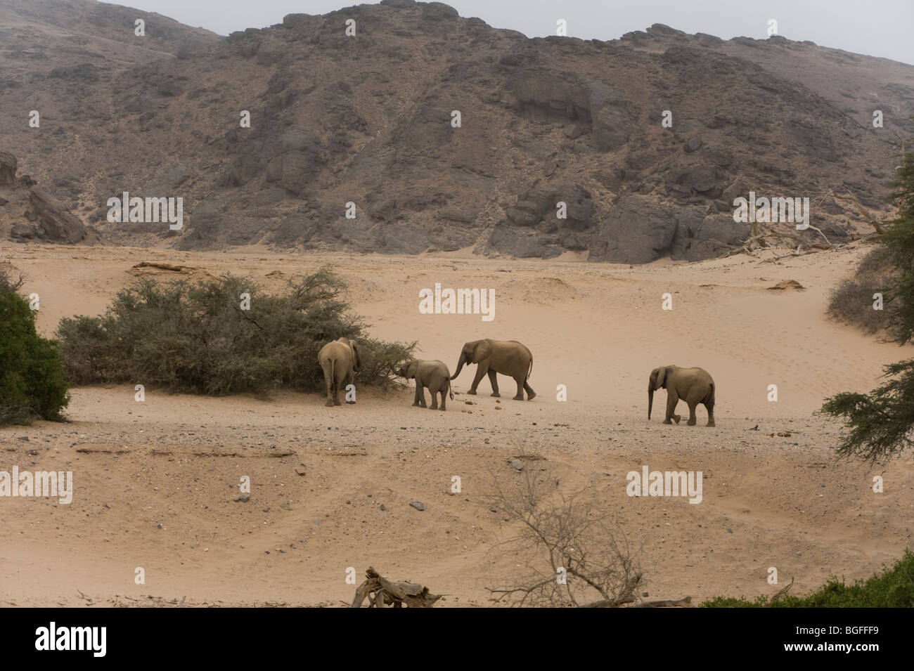 Desert 'adapted"elephants, Namibia Stock Photo - Alamy