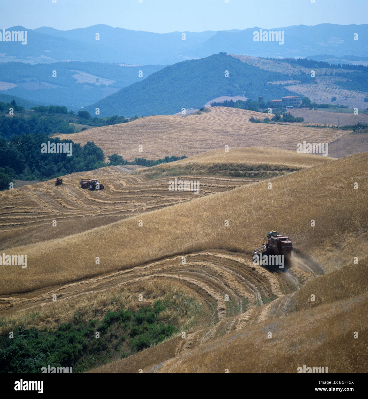 Fiat tilting table combine harvesting wheat on steep slopes in Tuscany ...