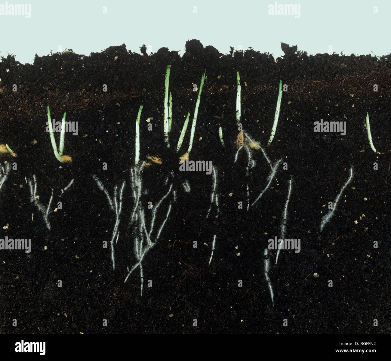 Germinating Barley High Resolution Stock Photography and Images - Alamy