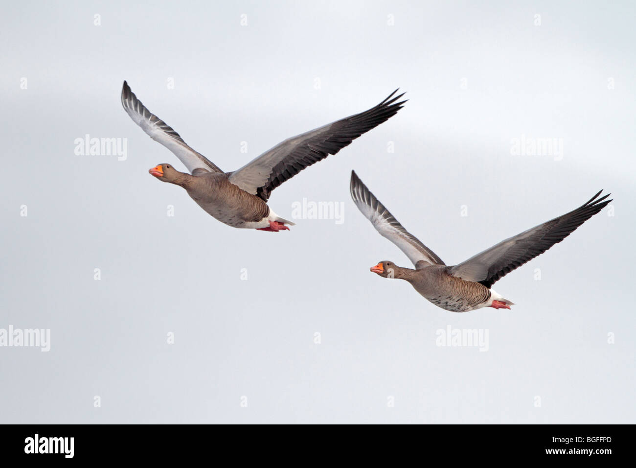 Two Greylag Geese in flight Stock Photo - Alamy