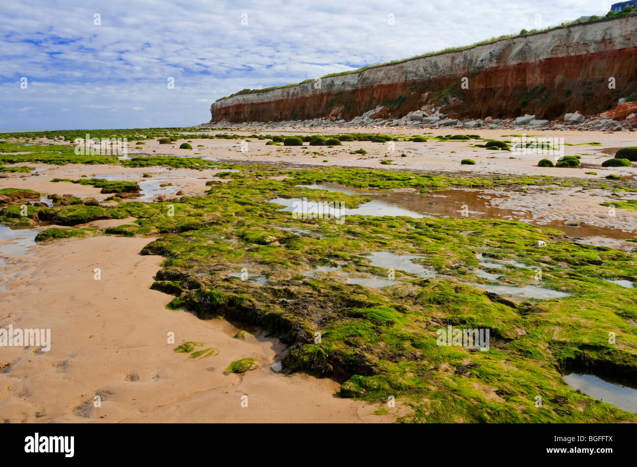 Hunstanton Beach Seaweed Covered Boulders High Resolution Stock ...