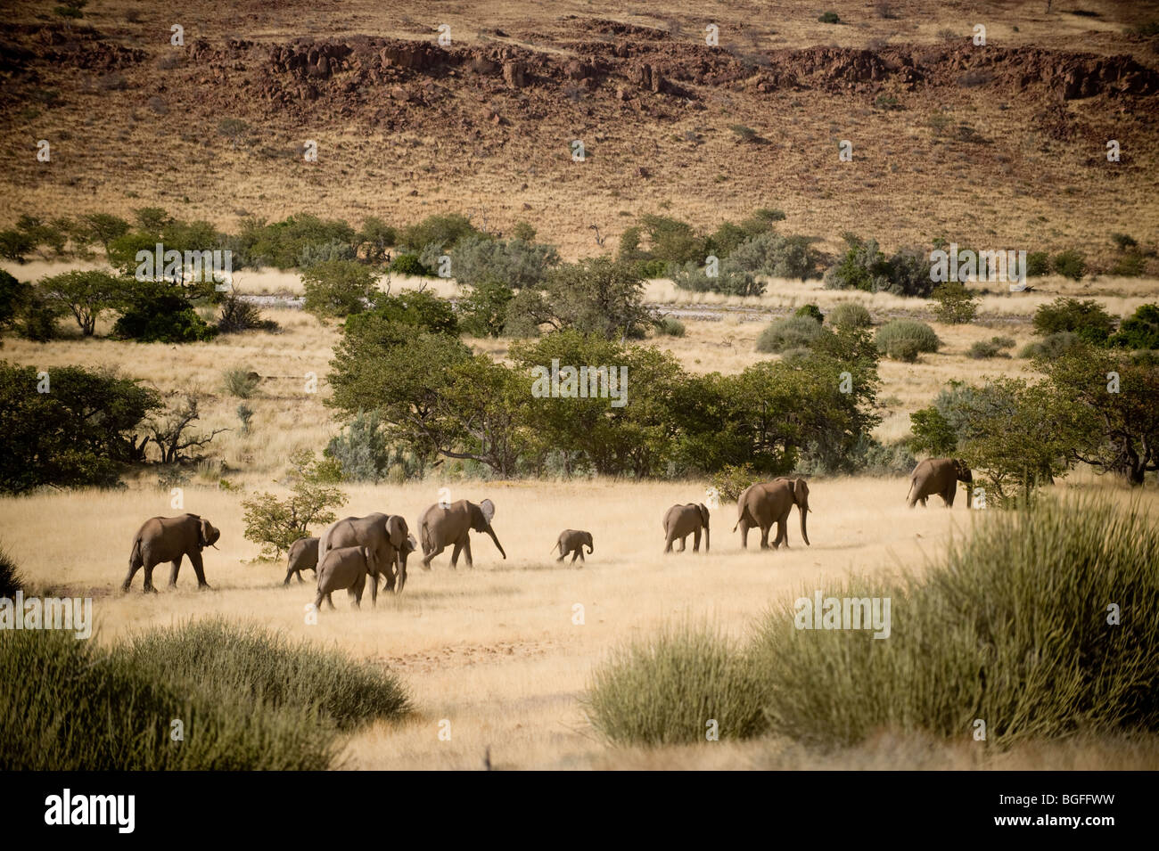 Desert 'adapted"elephants, Namibia Stock Photo - Alamy