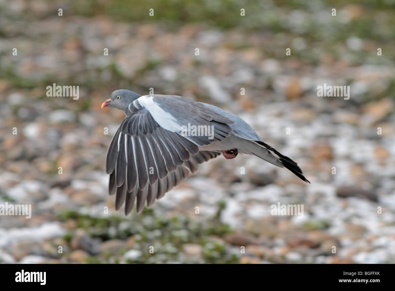 Flying common wood pigeon hi-res stock photography and images - Alamy