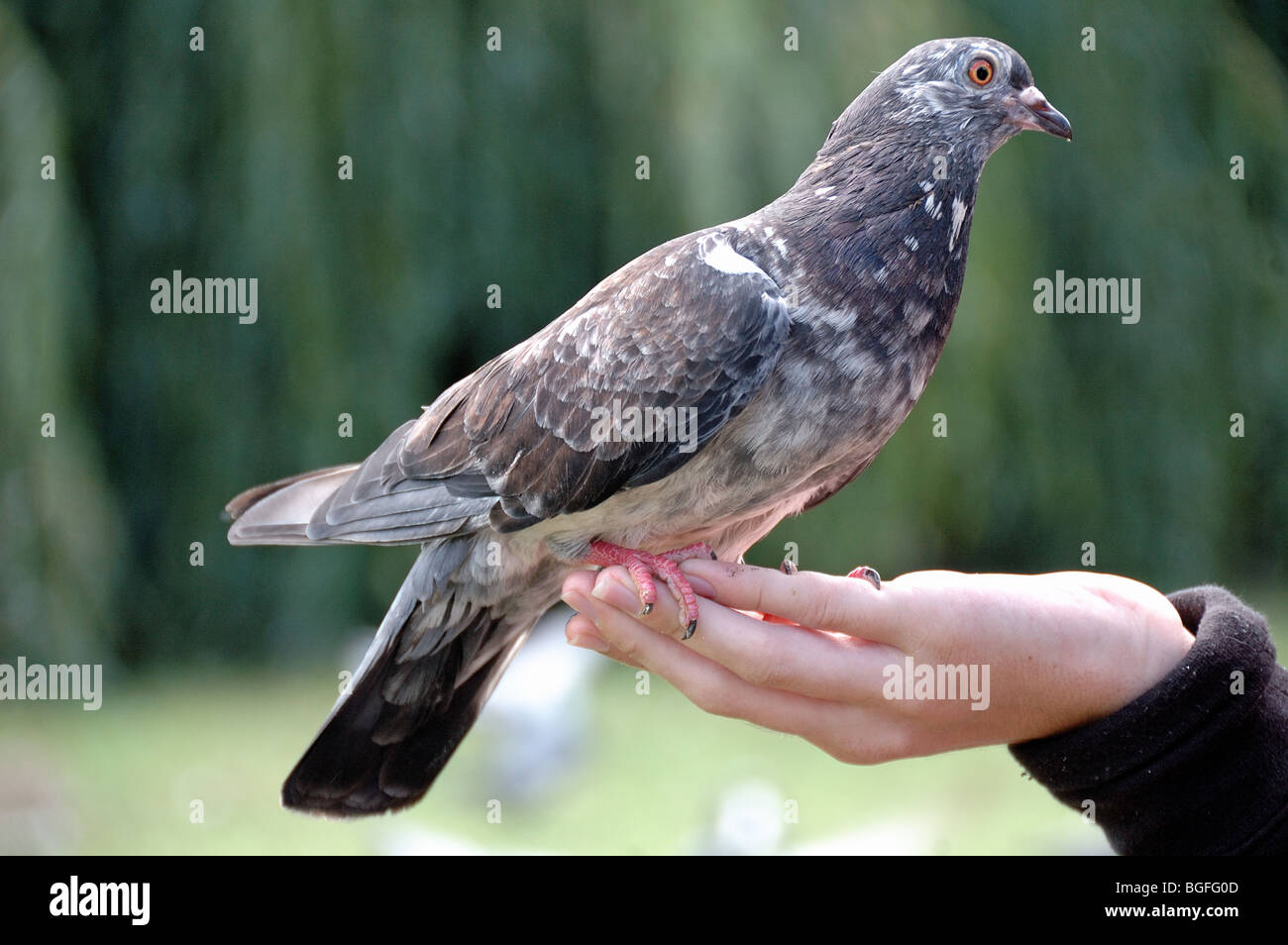 Hand with pigeon hi-res stock photography and images - Alamy
