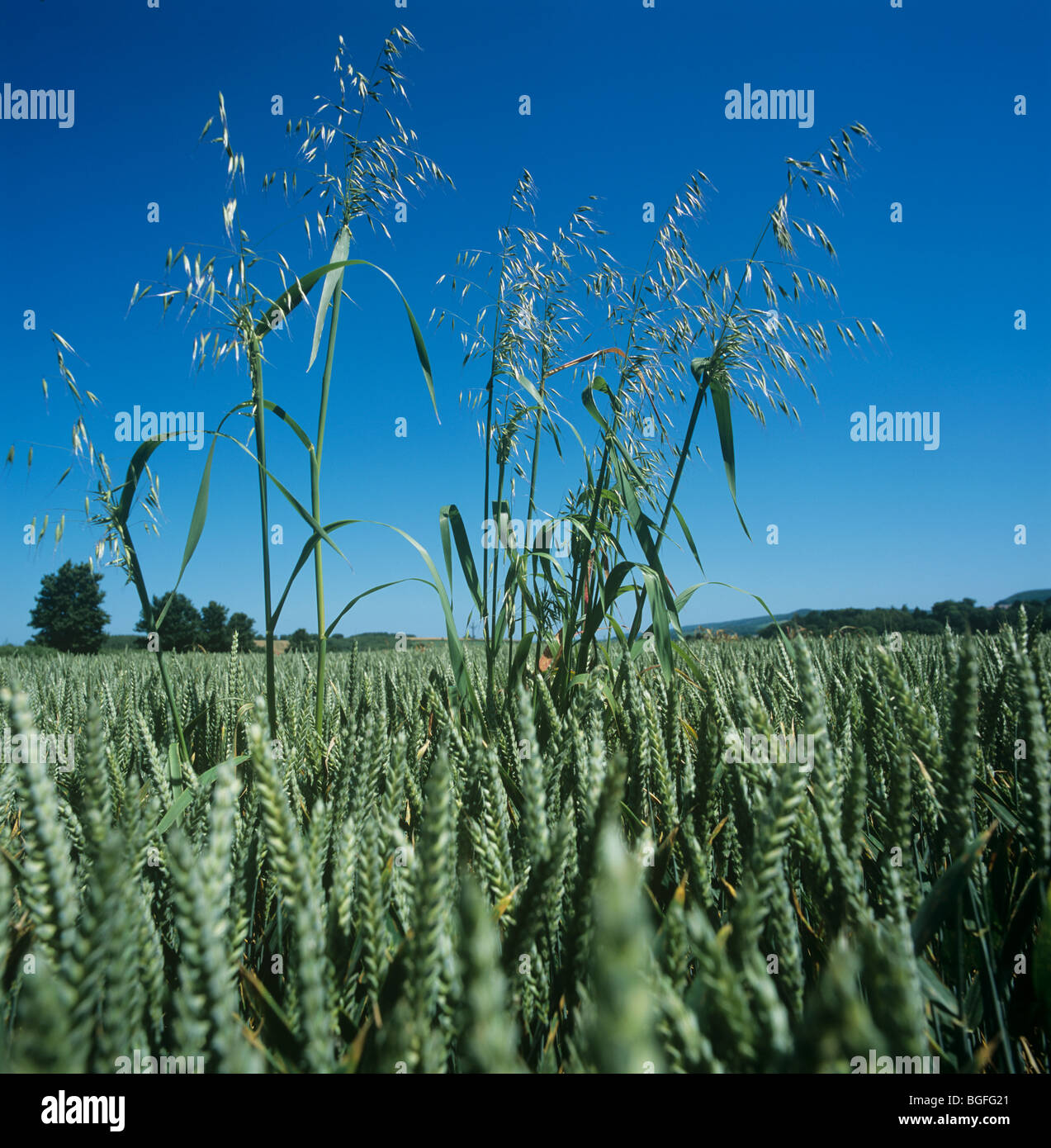 Wild oats avena fatua hi-res stock photography and images - Alamy