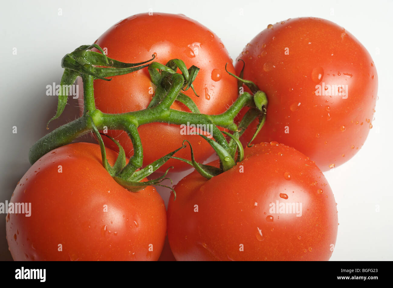 English vine hi-res stock photography and images - Alamy