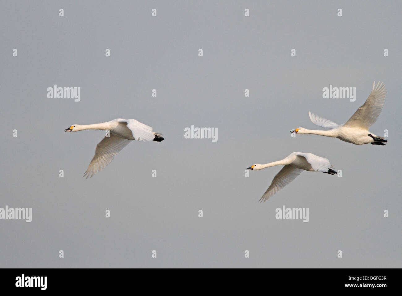 Flight of the swan hi-res stock photography and images - Alamy