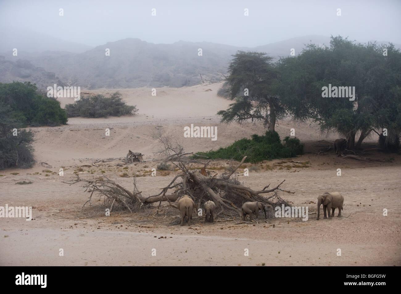 Desert 'adapted"elephants, Namibia Stock Photo - Alamy
