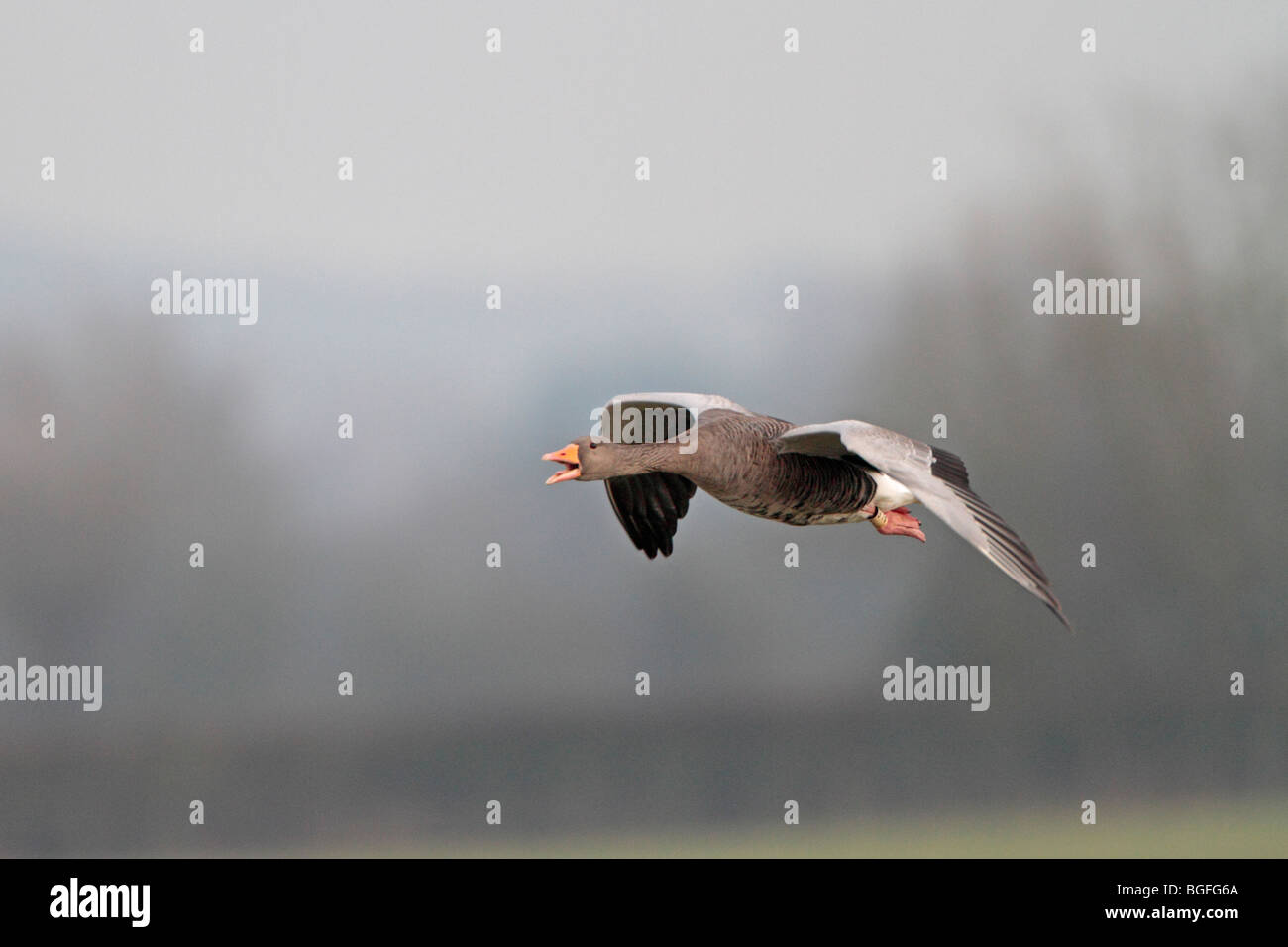 Goose call hi-res stock photography and images - Alamy