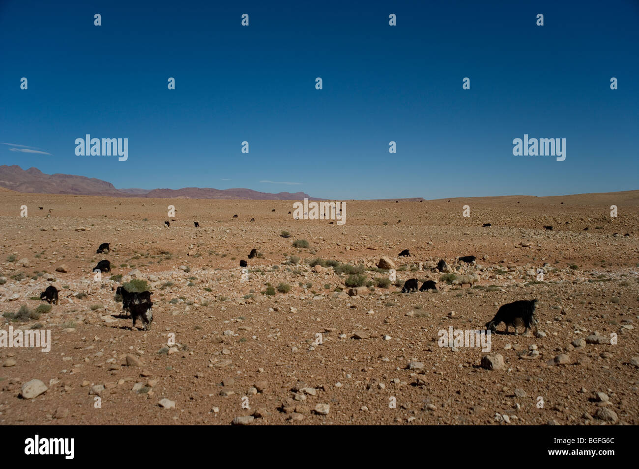Sahara desert morocco sheep hi-res stock photography and images - Alamy