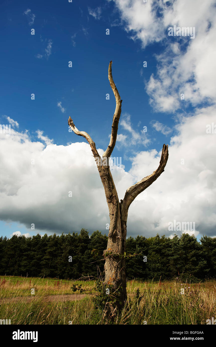 a bare dead lightning forked tree in an agricultural rural setting ...